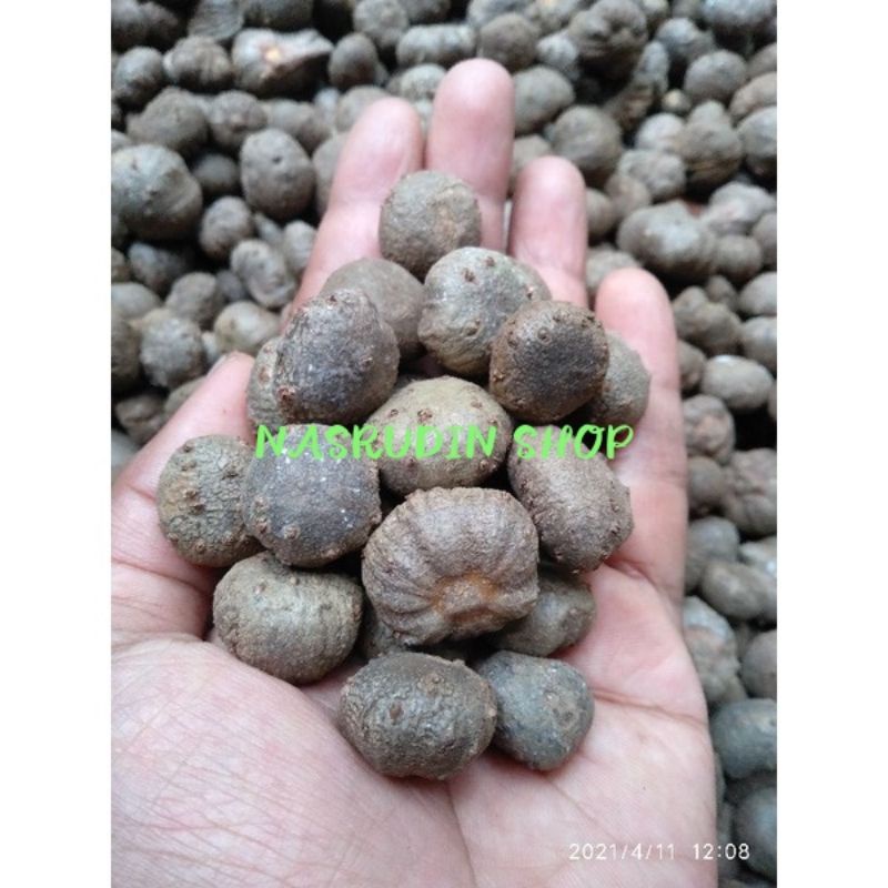 Jual BIBIT PORANG 1KG ISI 200-300 BUTIR BIBIT KATAK PORANG BULBIL ...