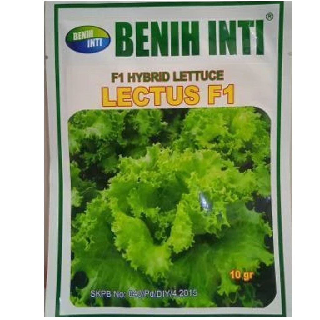 Jual Benih Inti / Benih Bibit Selada Hijau LECTUS F1 Isi 10gr | Shopee ...