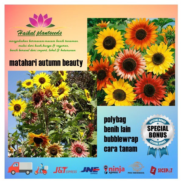 Jual biji/benih/bibit bunga matahari autumn beauty (20 biji) | Shopee ...