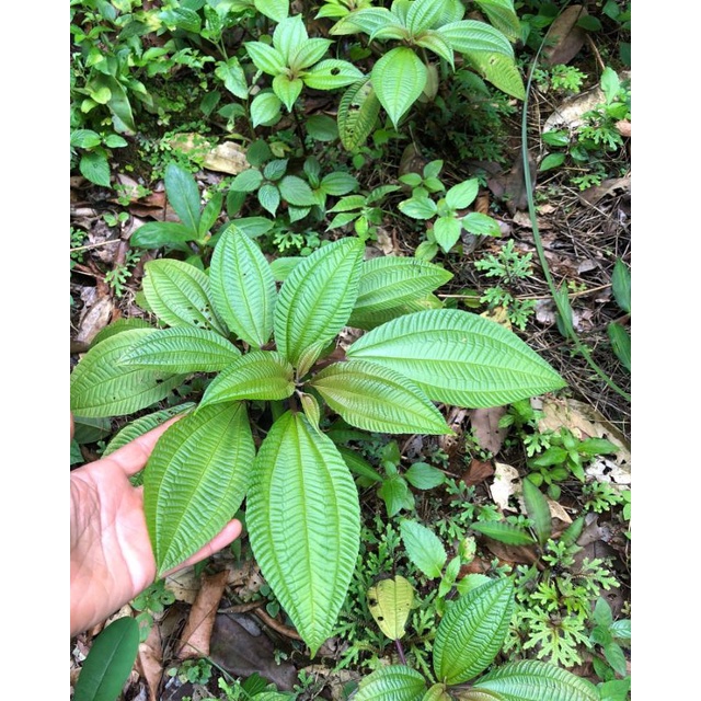 Jual Bibit tanaman sayur lalapan daun pohpohan (Pilea melastomoides ...