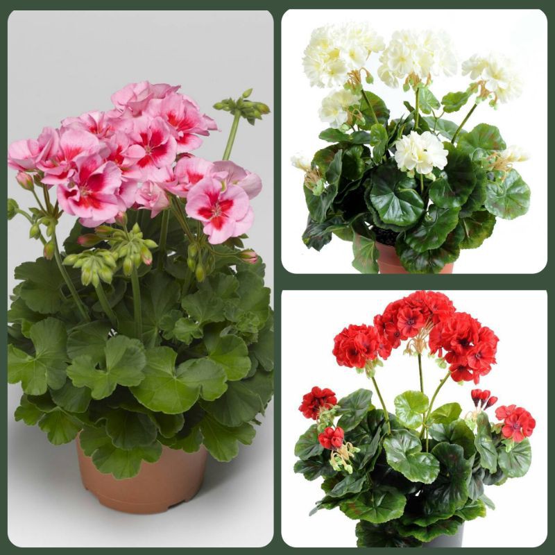 Jual TANAMAN HIAS GERANIUM JUMBO VARIASI WARNA | Shopee Indonesia