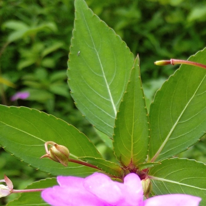 Jual Daun Pacar Air Segar 500Gram Fresh | Shopee Indonesia