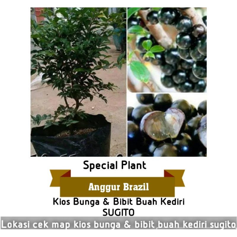 Jual Anggur Brazil anggur pohon (Prieecoo) | Shopee Indonesia