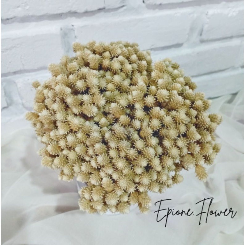 Jual Bunga kering Trinil | Dried Flower Trinil Aesthetic | Shopee Indonesia