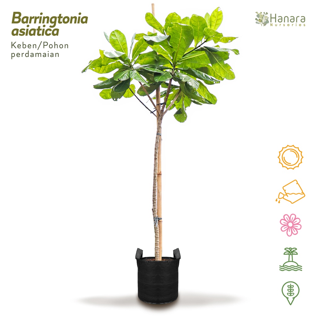 Jual Barringtonia asiatica - Pohon perdamaian/Keben - pohon instan ...