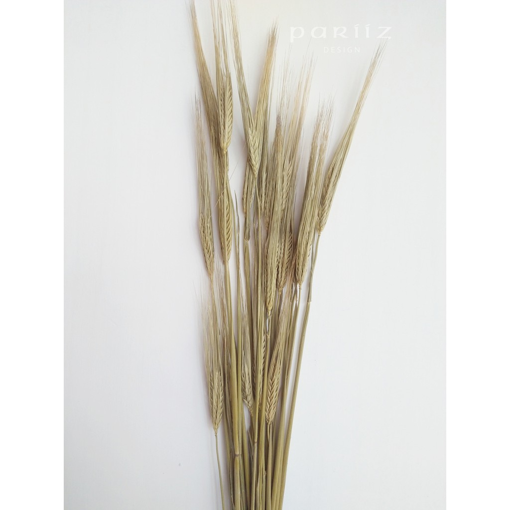 Jual PARIIZ GANDUM BULU BUNGA KERING WARNA NATURAL ISI 10 TANGKAI ...