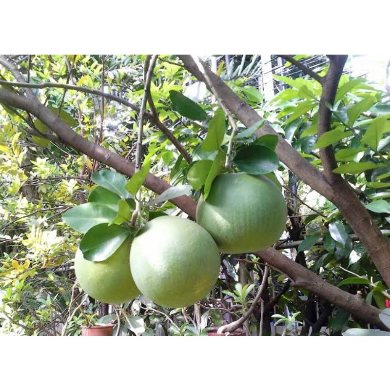 Jual Buah Jeruk pamelo || Jeruk bali || Citrus Maxima | Shopee Indonesia