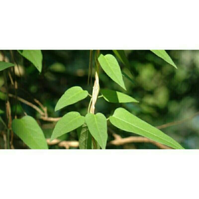 Jual 100 gram Daun Jembret/Daun Sembukan / Daun Simbukan / Daun Kentut ...
