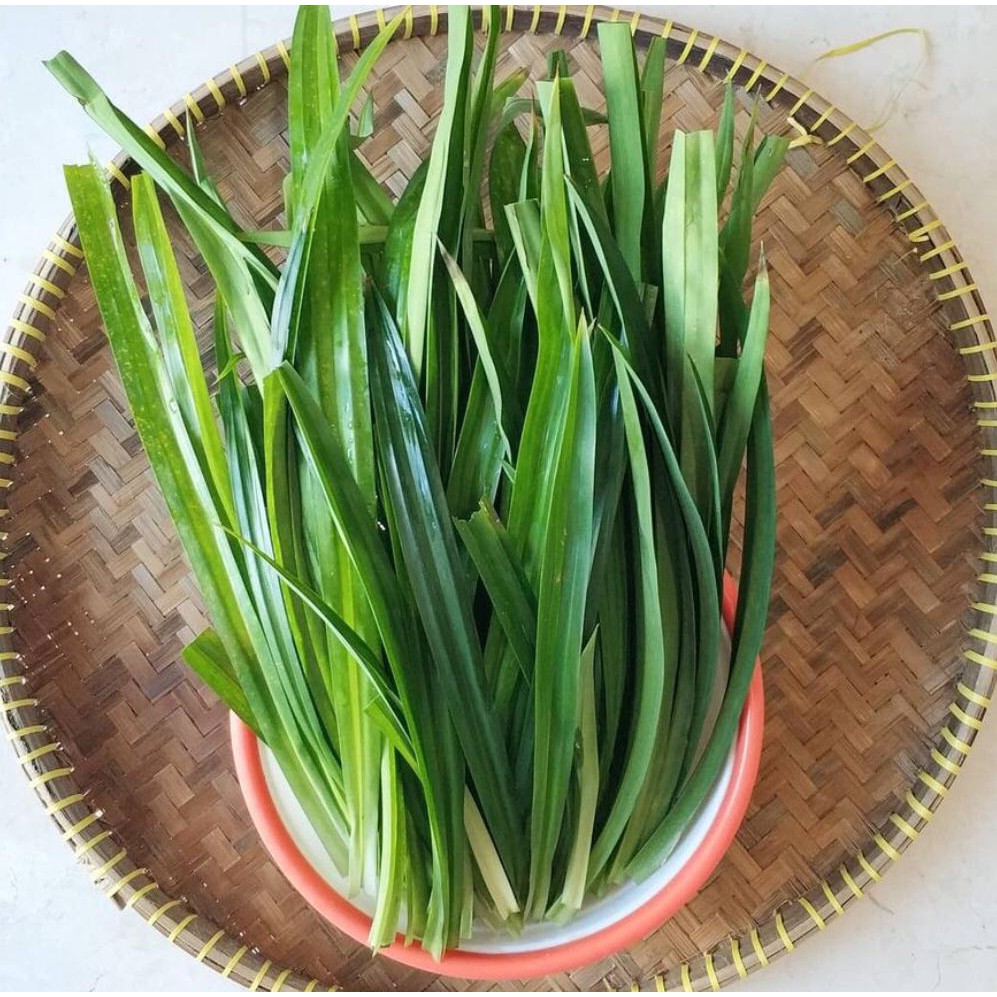 Jual Daun Pandan Wangi Segar | Shopee Indonesia