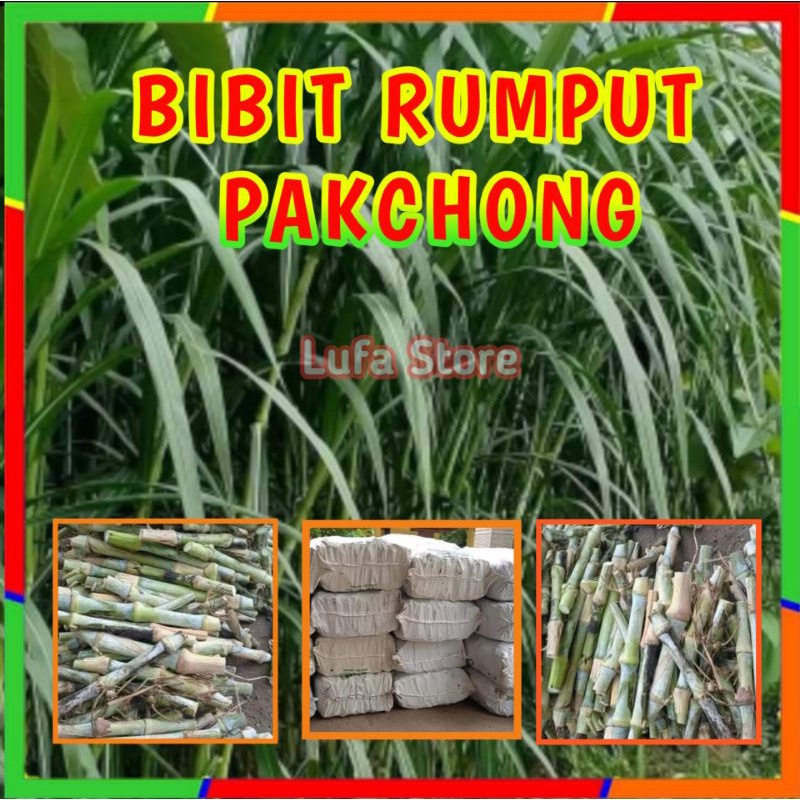 Jual BIBIT RUMPUT PAKCHONG NAPIER PAKCONG PAKAN TERNAK PROTEIN TINGGI ...