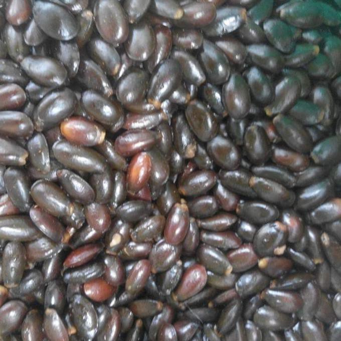 Jual 5 ONS BENIH BIJI POHON TREMBESI SAMAN | Shopee Indonesia Jual 5 ONS BENIH BIJI POHON TREMBESI SAMAN | Shopee Indonesia