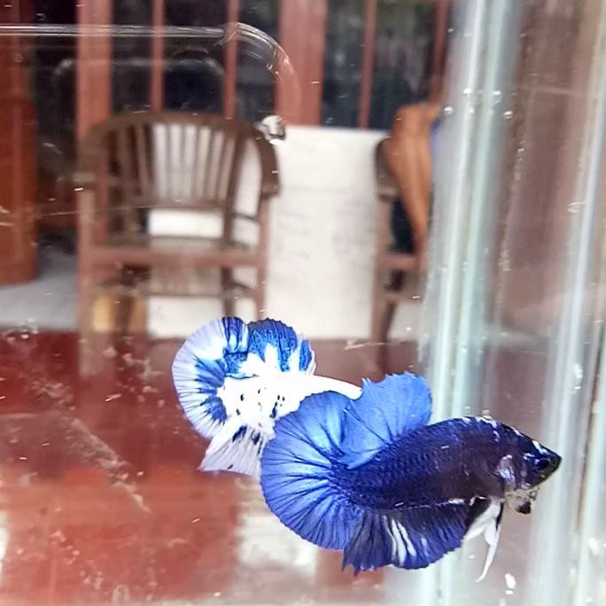 Jual Promo Cupang Male Koi Fancy Solid Avatar Emerald Nemo Grade 50K ...