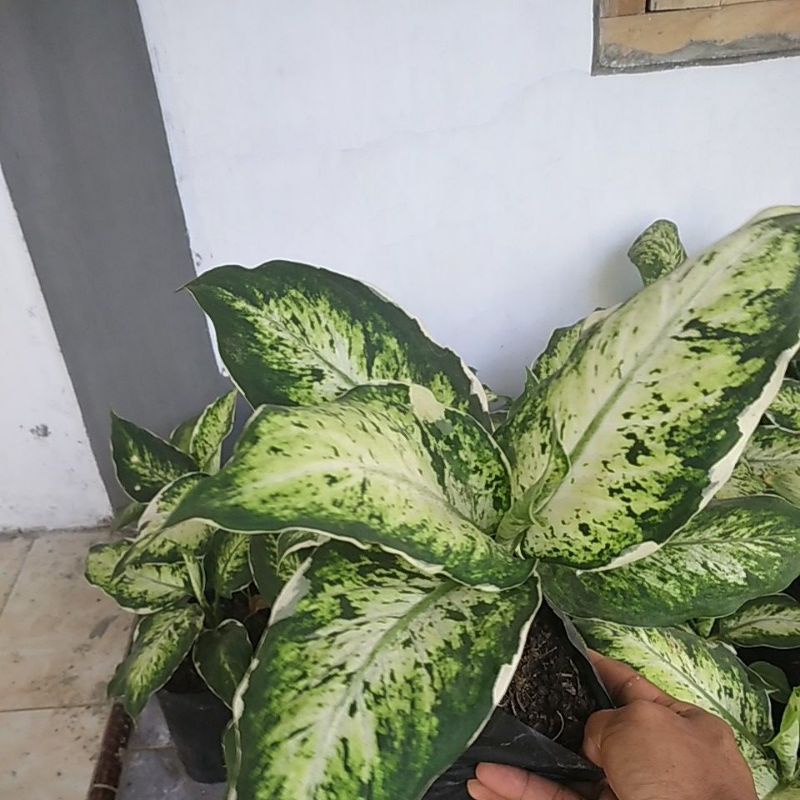 Jual Diven tisu spesial/lukisan cinta | Shopee Indonesia