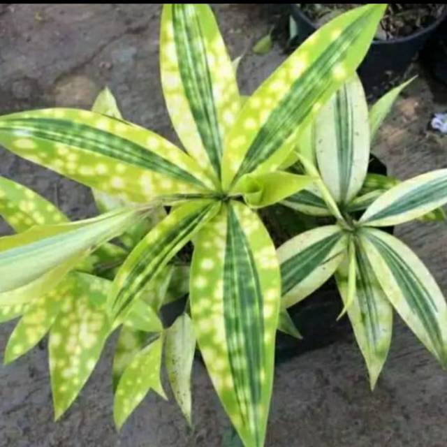 Jual Bibit Tanaman hias hidup pohon bambu Dracena Grasena golden tutul ...