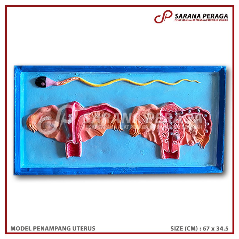 Jual SaranaPeraga - Model Uterus - Indung Telur & Spermatozoa - Alat ...
