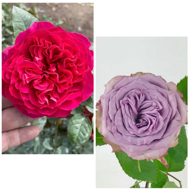 Jual Paket Mawar Impor ( Kate rose & Dolcetto ) | Shopee Indonesia