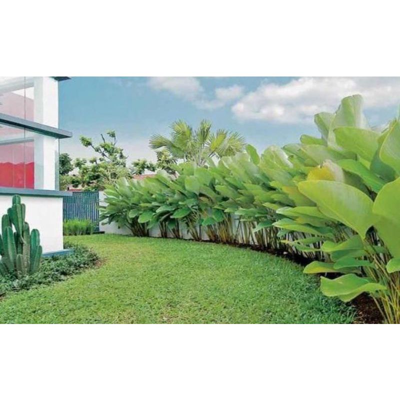 Jual Tanaman hias pisang calatea lutea Tinggi 1 meter | Shopee Indonesia