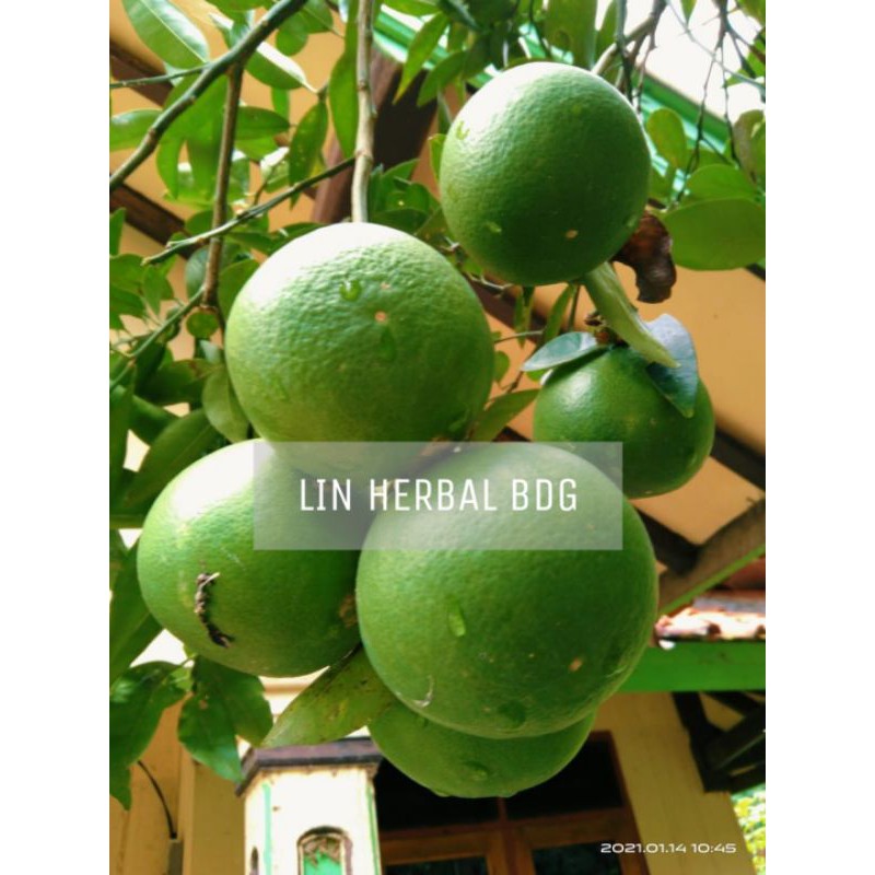 Jual jual jeruk bali mini manis segar per 1 kg | Shopee Indonesia