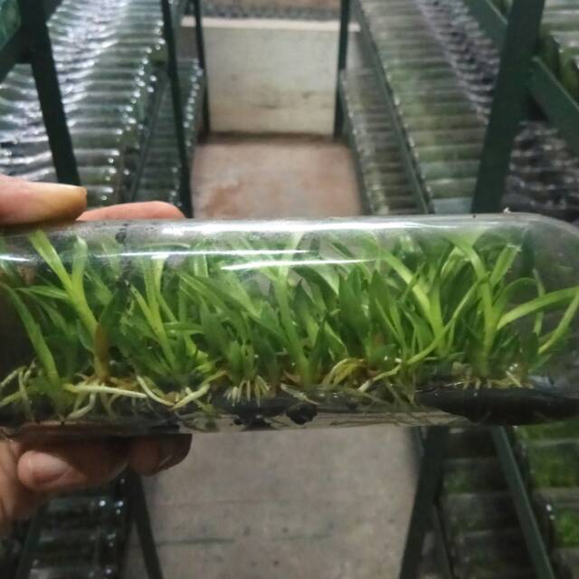 Jual Bibit botolan Dendrobium Liberty White (botol kotak) | Shopee ...