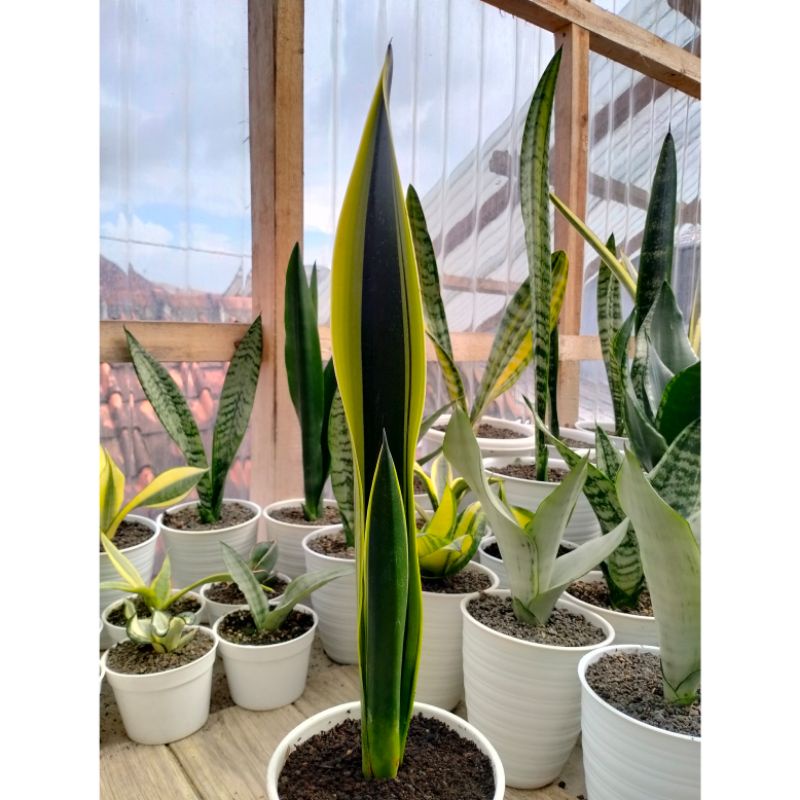 Jual Sansevieria Lillian True / Oil Plastic | Shopee Indonesia