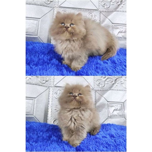 Jual (RAS FLATNOSE SUPER BULU COKLAT MOCCA) KUCING KITTEN PERSIA MEDIUM ...