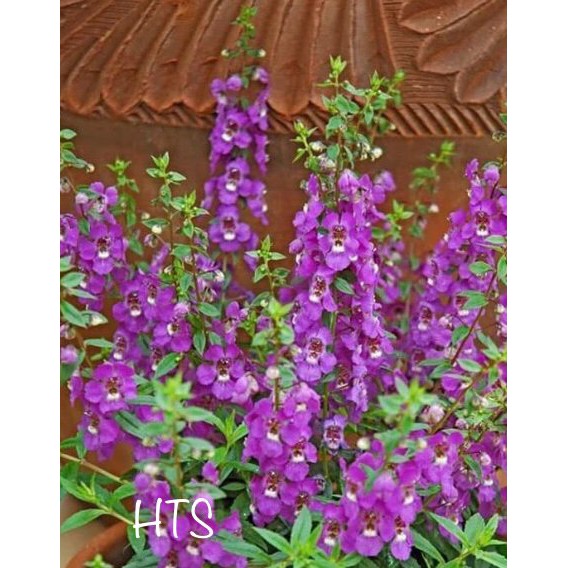 Jual Tanaman Hias Lavender Angelonia bunga ungu | Shopee Indonesia