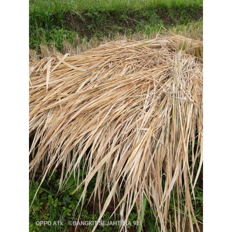 Jual JUAL JERAMI PADI KERING - Untuk Kelinci dan Dekorasi 1000 Gram/1 ...