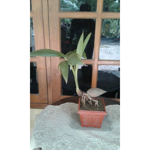 Jual Bonsai Kelapa Bonkla Unik | Shopee Indonesia