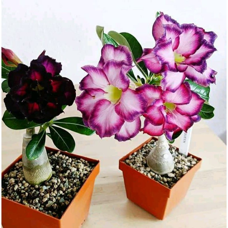 Jual Paket 2 Bibit Tanaman Hias Bunga Adenium//Bibit Bunga Adenium ...