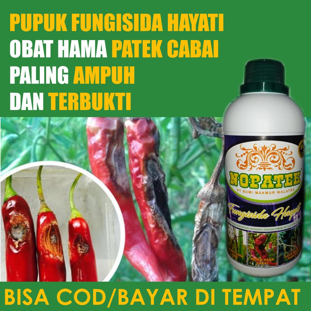 Jual 500 ml NOPATEK Fungsida Obat Patek Cabe dan Layu Fusarium Cabe ...