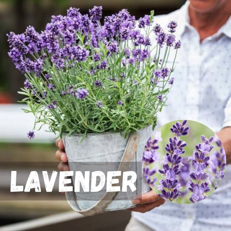 Jual Benih LAVENDER (isi-3) True Lavandula - Biji Bibit Bunga | Shopee ...