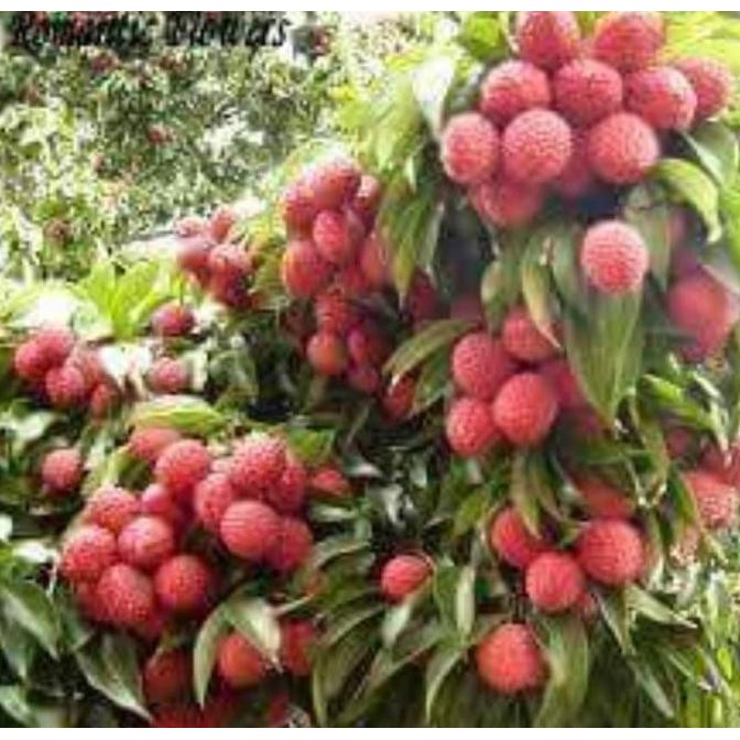 Jual Produk Ready Sedia Bibit Buah Leci Kom Dataran Rendah Cangkok ...