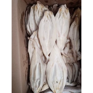 Jual Ikan Cucut Terlengkap & Harga Terbaru Juni 2024 | Shopee Indonesia