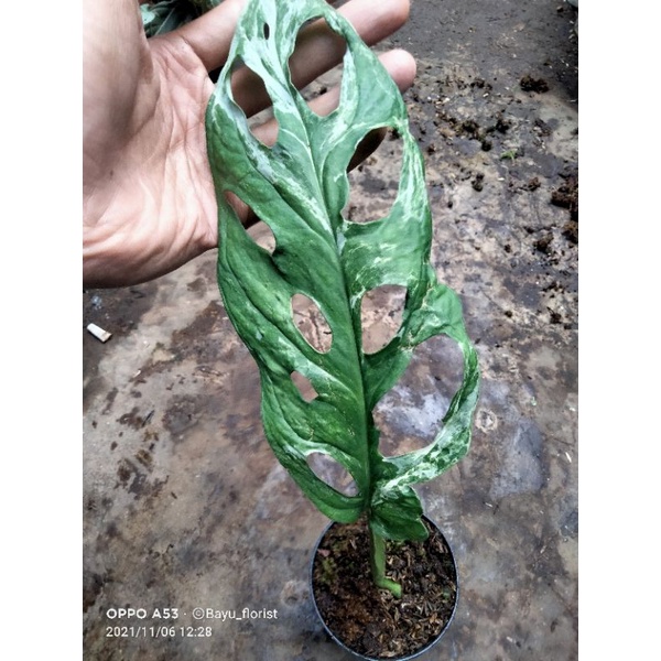 Jual tanaman hias Monstera janbol farigata putih | Shopee Indonesia