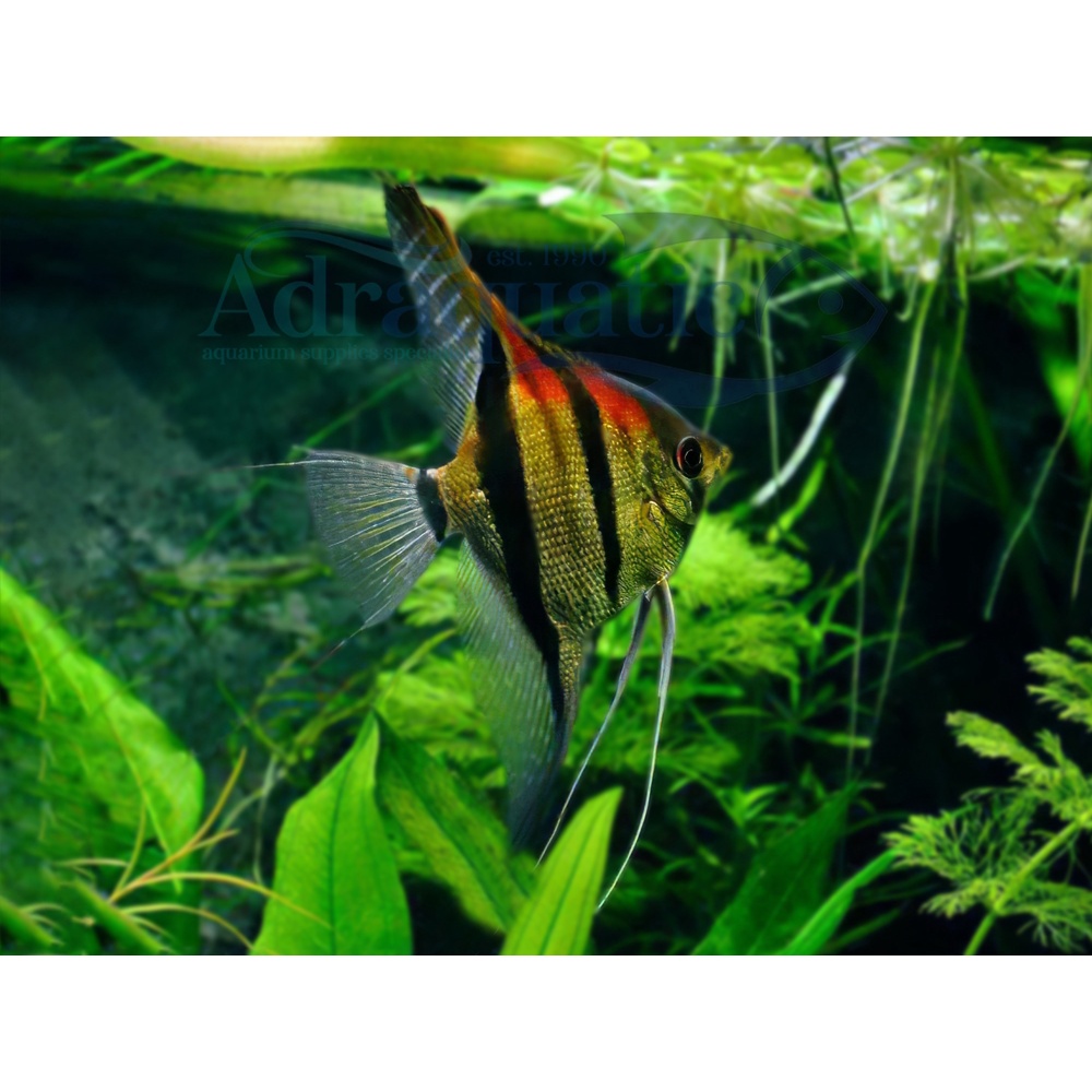 Jual (INSTANT BANDUNG) IKAN HIAS MANFISH RED BACK ANGELFISH AIR TAWAR ...