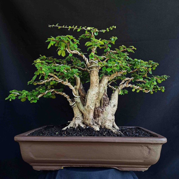 Jual Bonsai Pohon Tanaman Hias Hokiantea Hokianti Grouping Natural ... Jual Bonsai Pohon Tanaman Hias Hokiantea Hokianti Grouping Natural ...