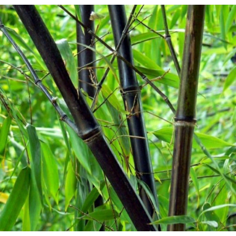Jual Bambu hitam / bambu wulung | Shopee Indonesia