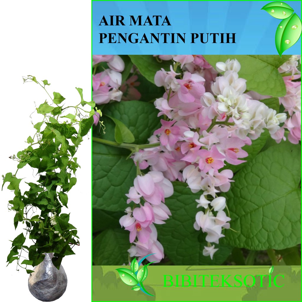 Jual Tanaman Bunga Air Mata Pengantin Putih (Tinggi 60-80 cm) | Shopee ...