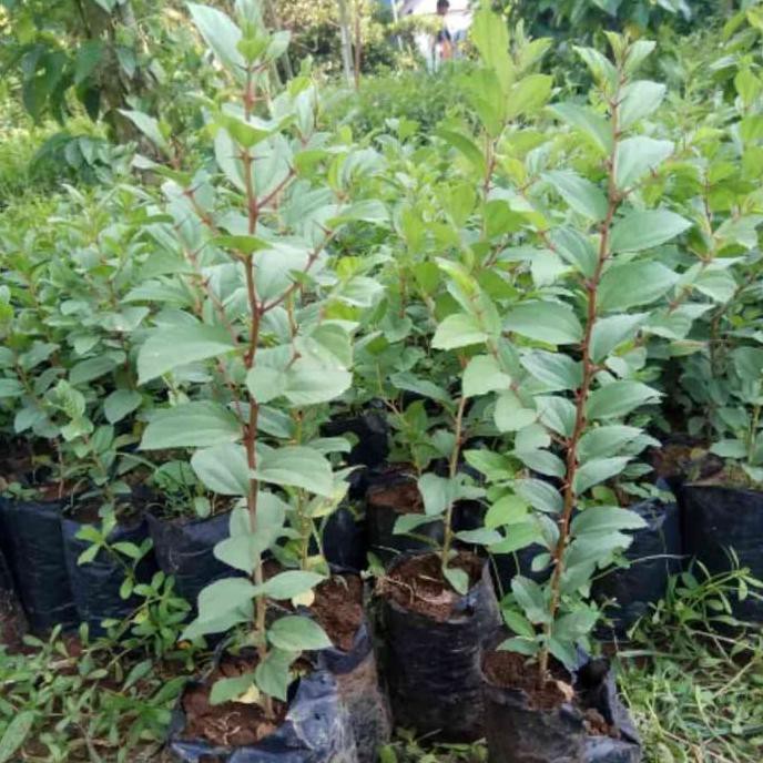 Jual Super 25-35Cm Bibit Pohon Tanaman Tumbuhan Bidara Arab Sidr Sidir ...