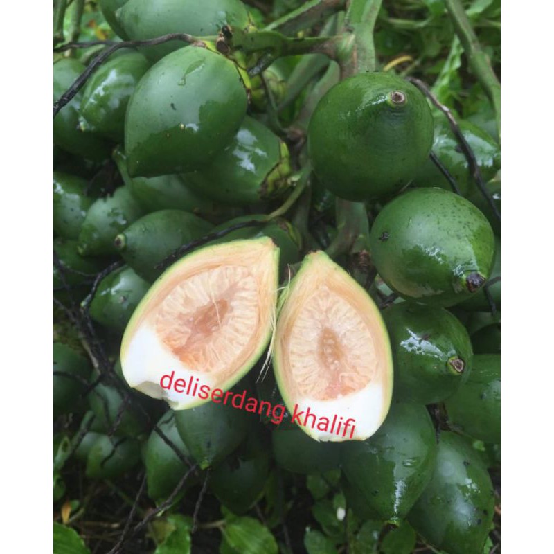 Jual PINANG MUDA 1kg | Shopee Indonesia