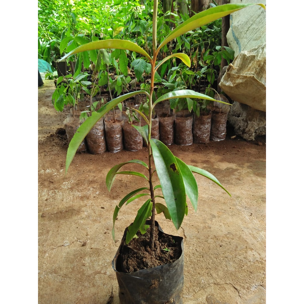 Jual Bibit Tanaman Kayu Ebony/Black Ebony Murah - Kayu Endemik Sulawesi ...