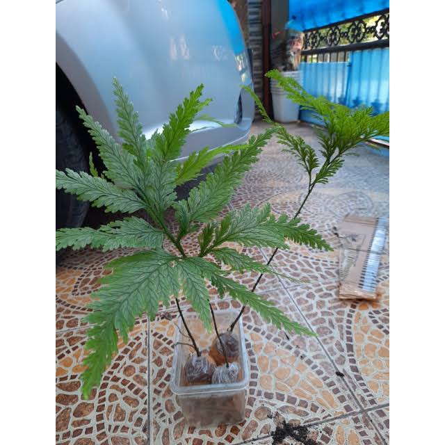 Jual Pakis rane ekor merak | Shopee Indonesia