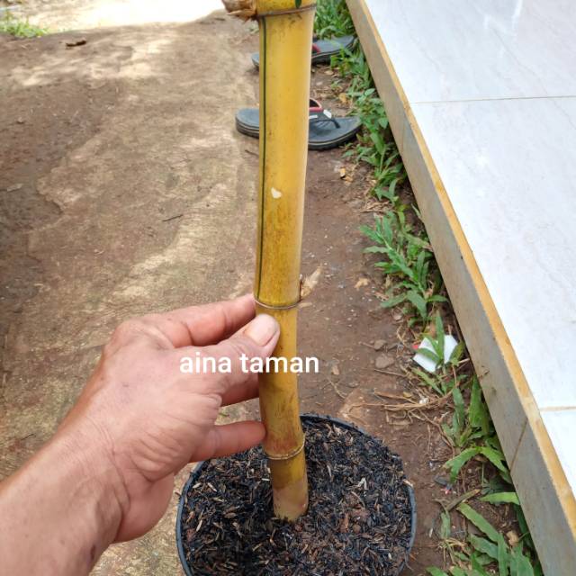 Jual STEK CUTTING BAMBU KUNING BAMBU PANDA-stek cutting bambu kuning ...