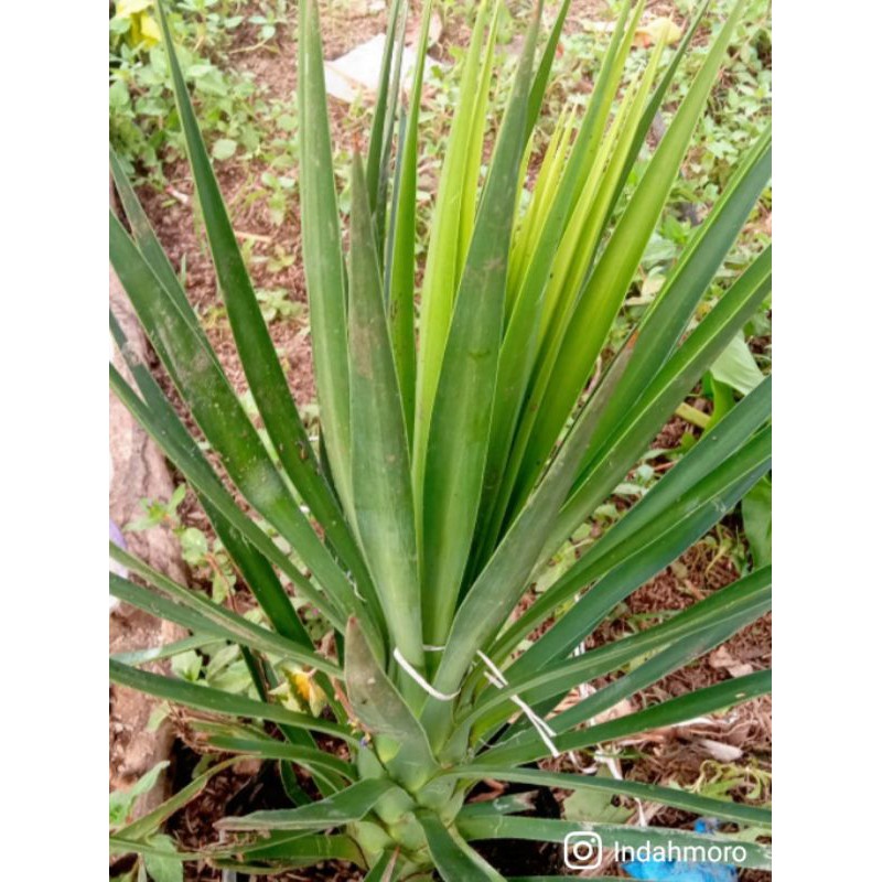 Jual tanaman hias tombak raja/yucca gloriosa | Shopee Indonesia