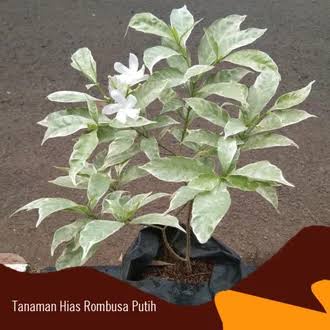 Jual tanaman Sabrina/rombusa putih daun besar | Shopee Indonesia