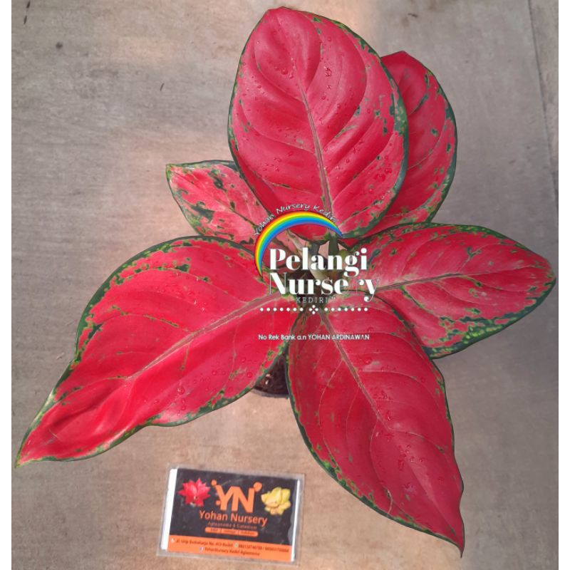 Jual Aglonema Red Garuda/Aglaonema Red Garuda/Ruby Garuda/Red Anjamani ...
