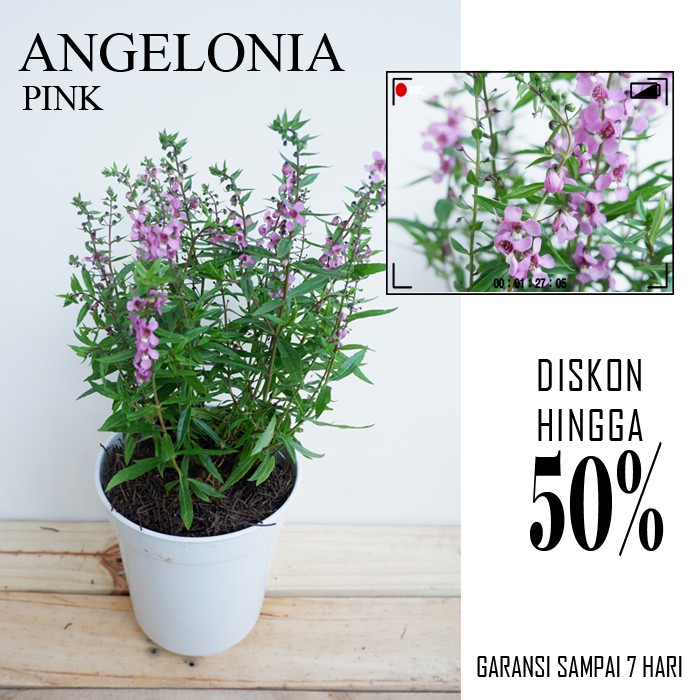 Jual Tanaman bunga Angelonia lavender (angelonia angustifolia) | Shopee ...