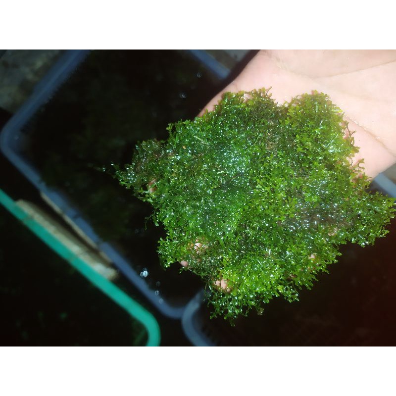 Jual ricardia mos ricardia diameter 10cm | Shopee Indonesia