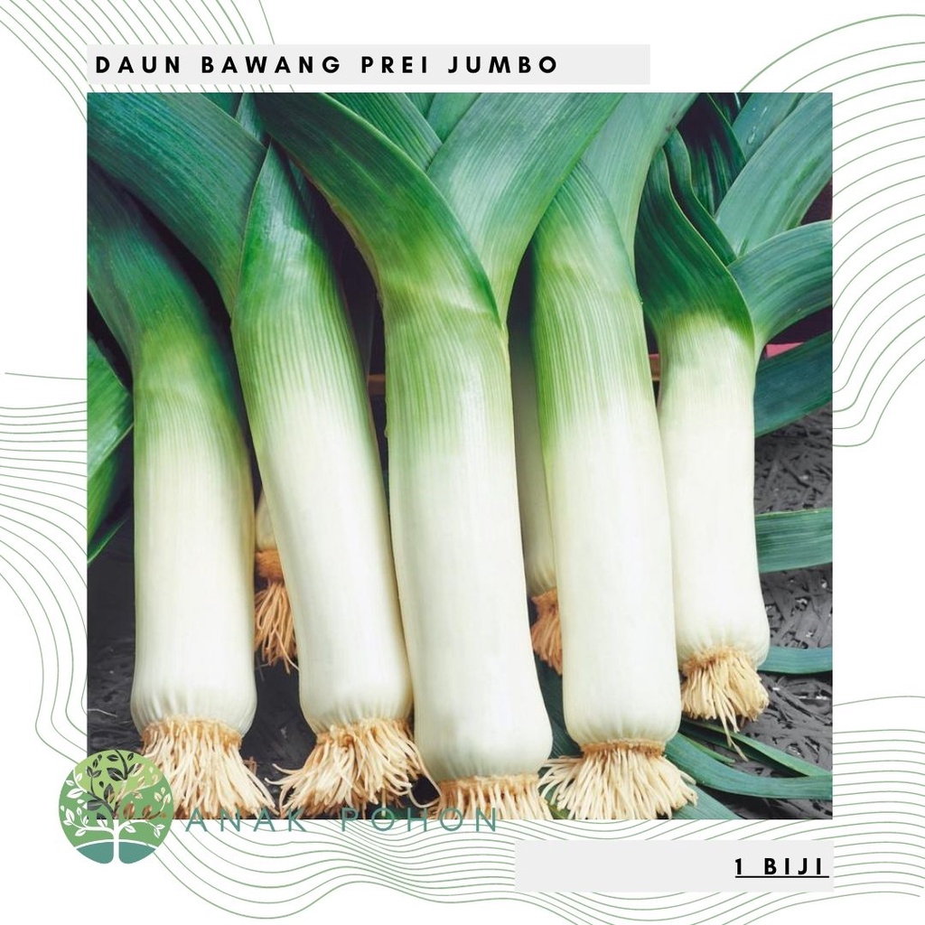 Jual Benih Bibit Biji - Daun Bawang Prei Jumbo Giant Leek Seeds ...