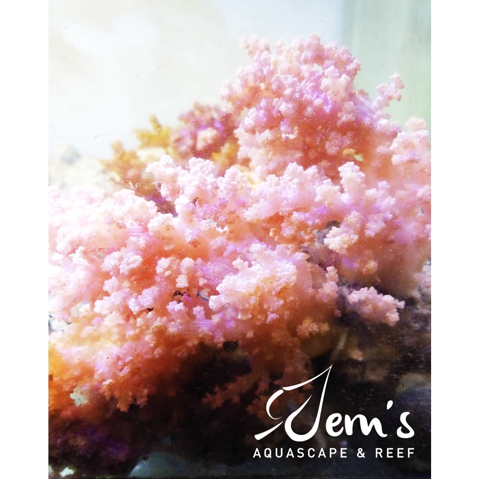 Jual Seroja Pahat Oren / Seroja Warna (Flower Tree Coral) | Shopee ...